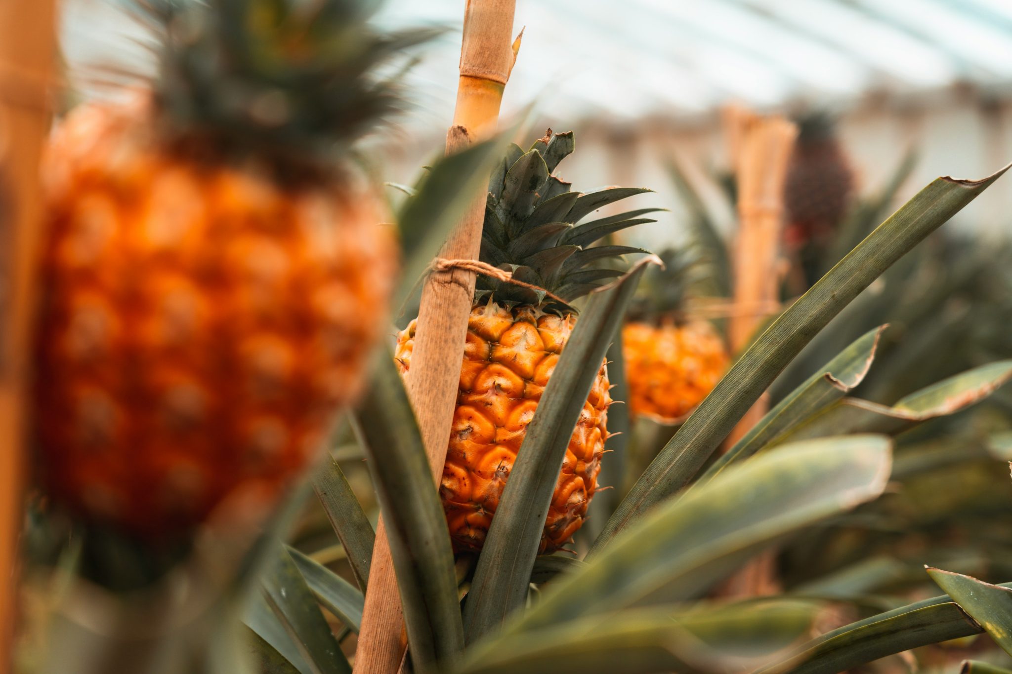 Pineapple – Avoda Impex Company
